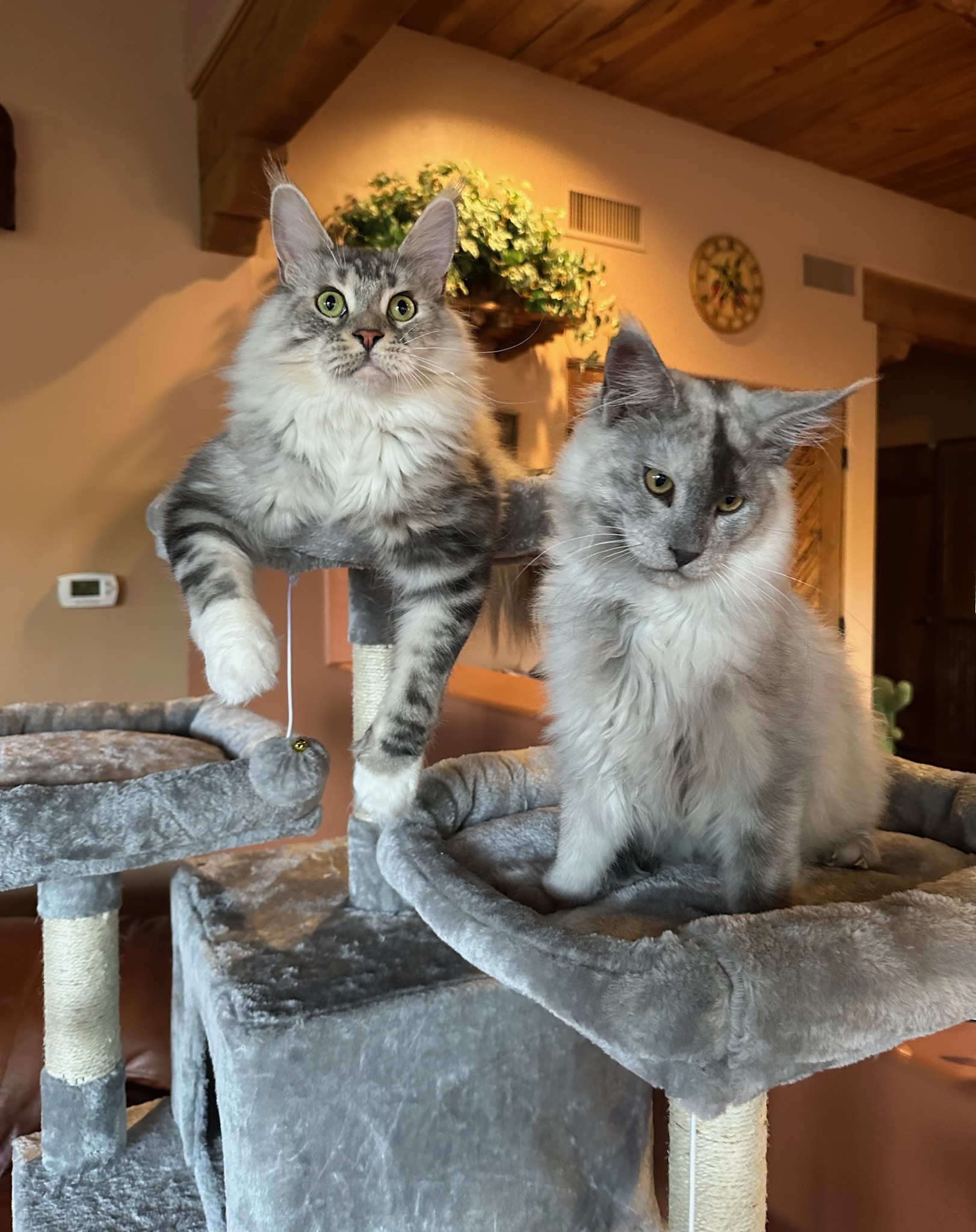 Crazy AA Flight Attendant Cat Owners Event | Group Fundraiser